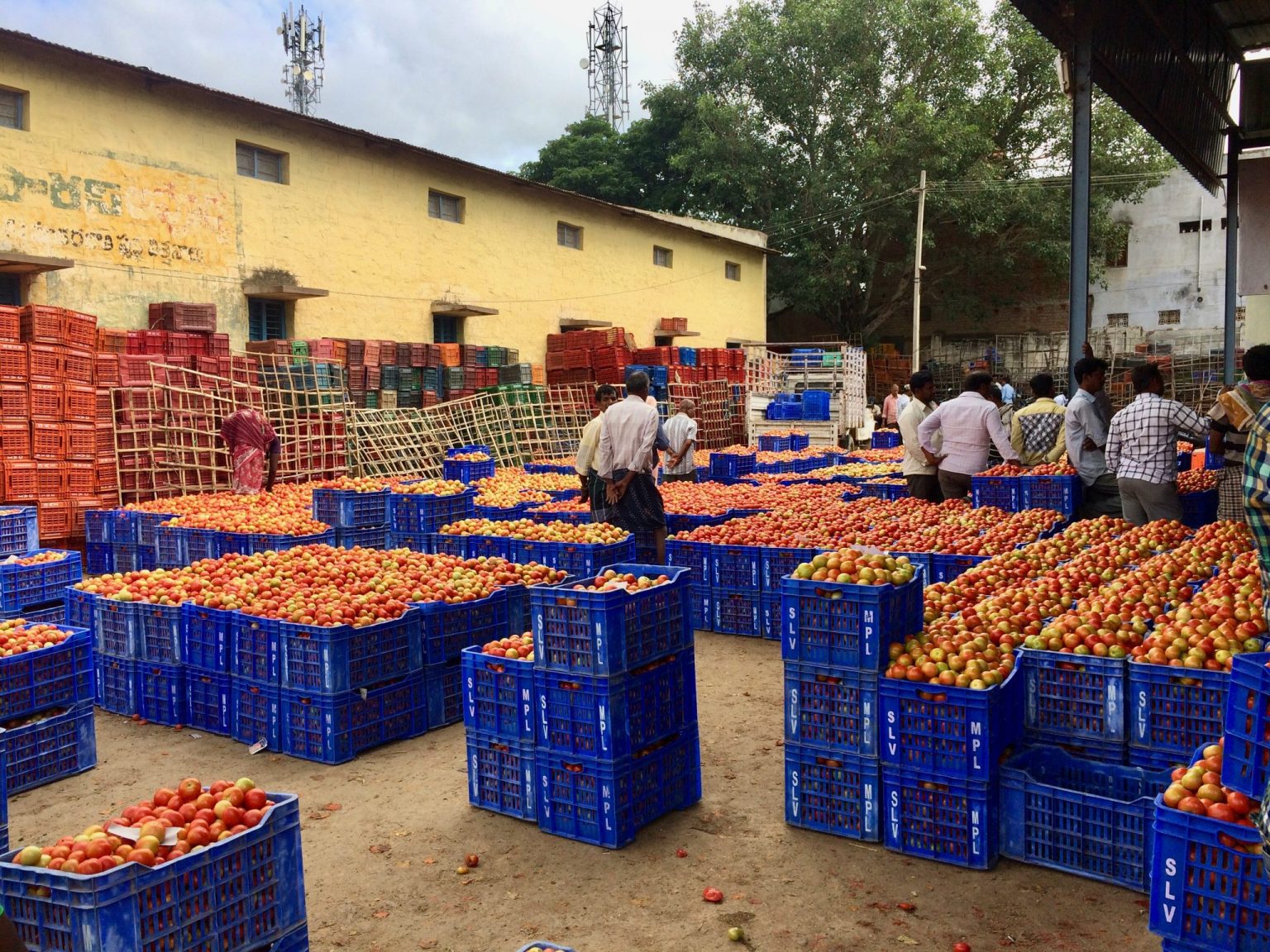 What Makes a Good Tomato? Unpacking Tomato Quality Attributes in South ...