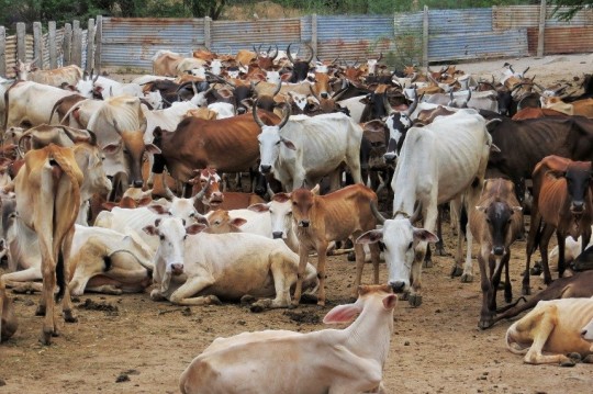 Cow culture: tackling taboos in field-based research - TCI