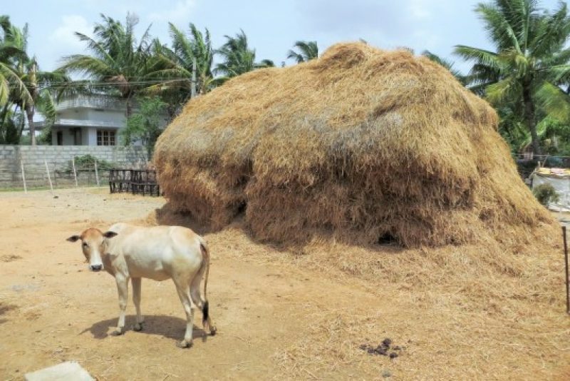 Cow culture: tackling taboos in field-based research - TCI