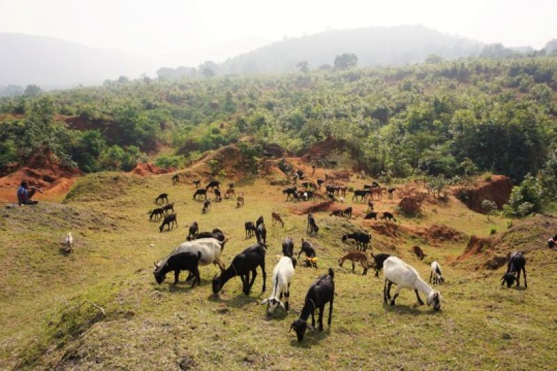 Reflections from a year in the field: Sustainable livestock feeding ...