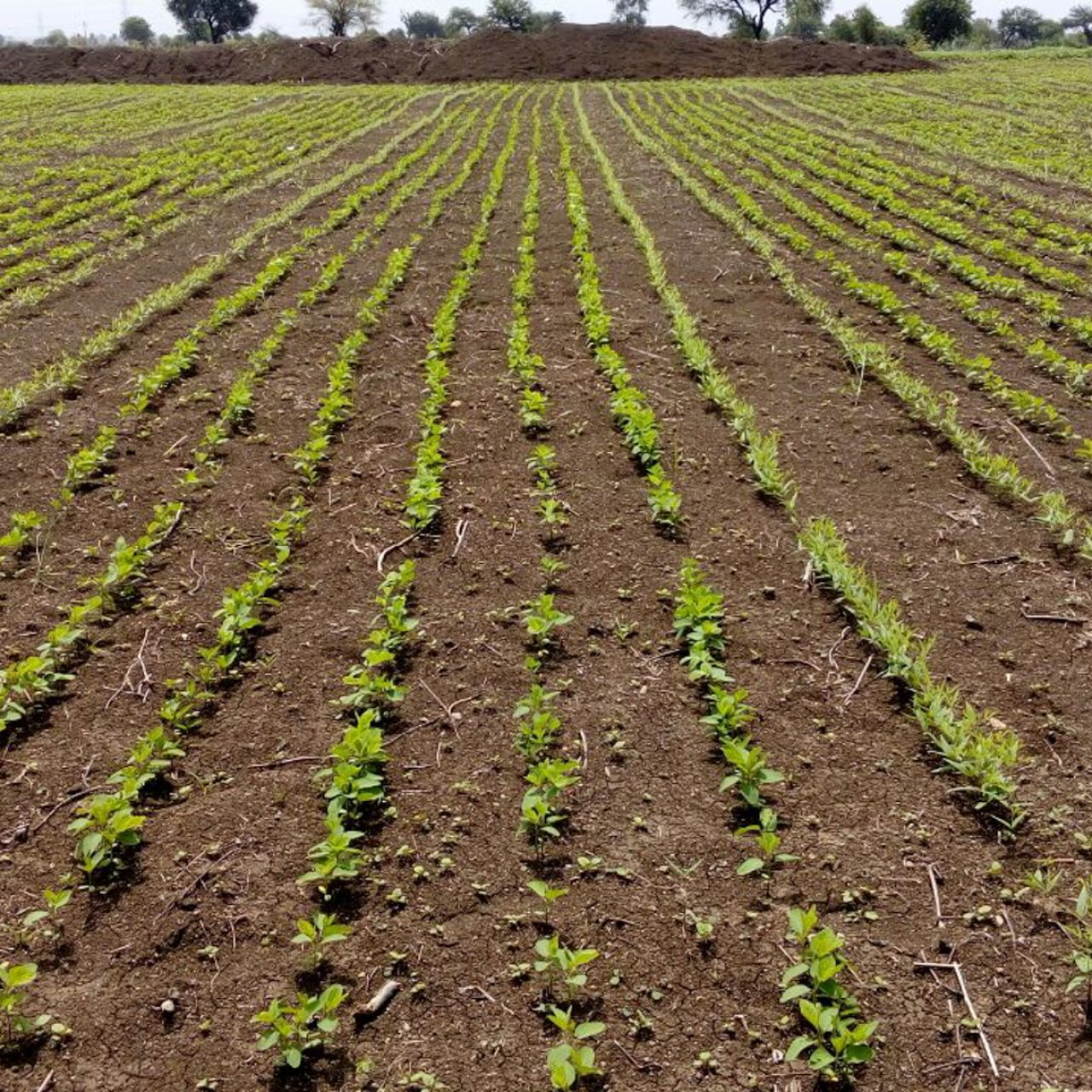 Thinking About Soil from the Farmers’ Perspectives - TCI