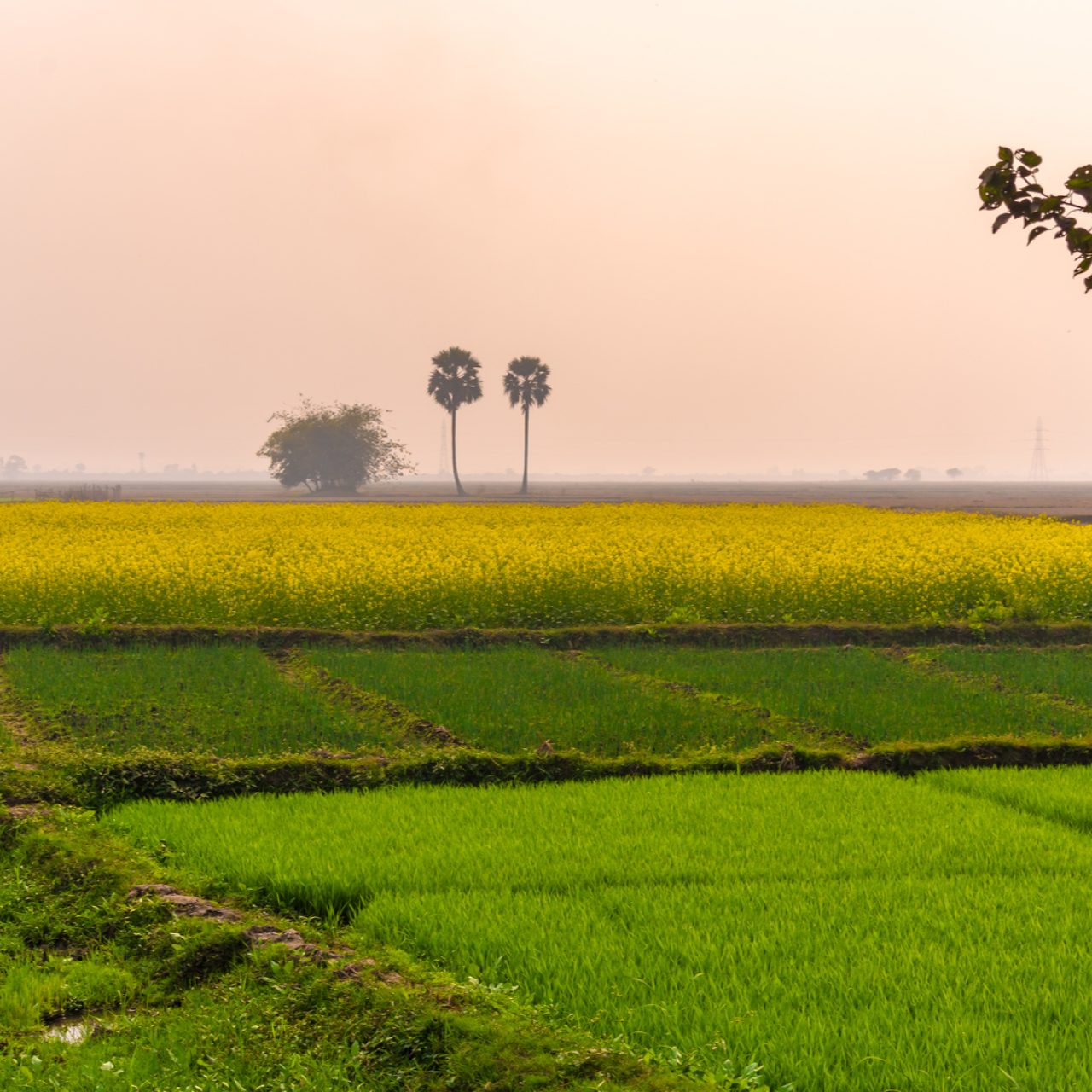 The Who and Where of Farm-Level Crop Diversity in Bihar - TCI