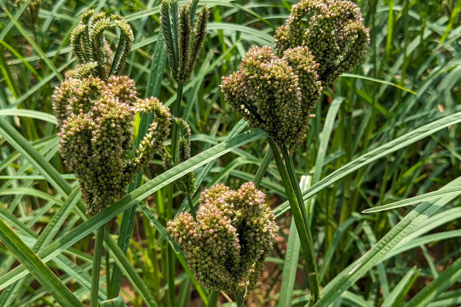 Indian Millet Cultivation Plagued by Low Yields, Prices, and Profits - TCI